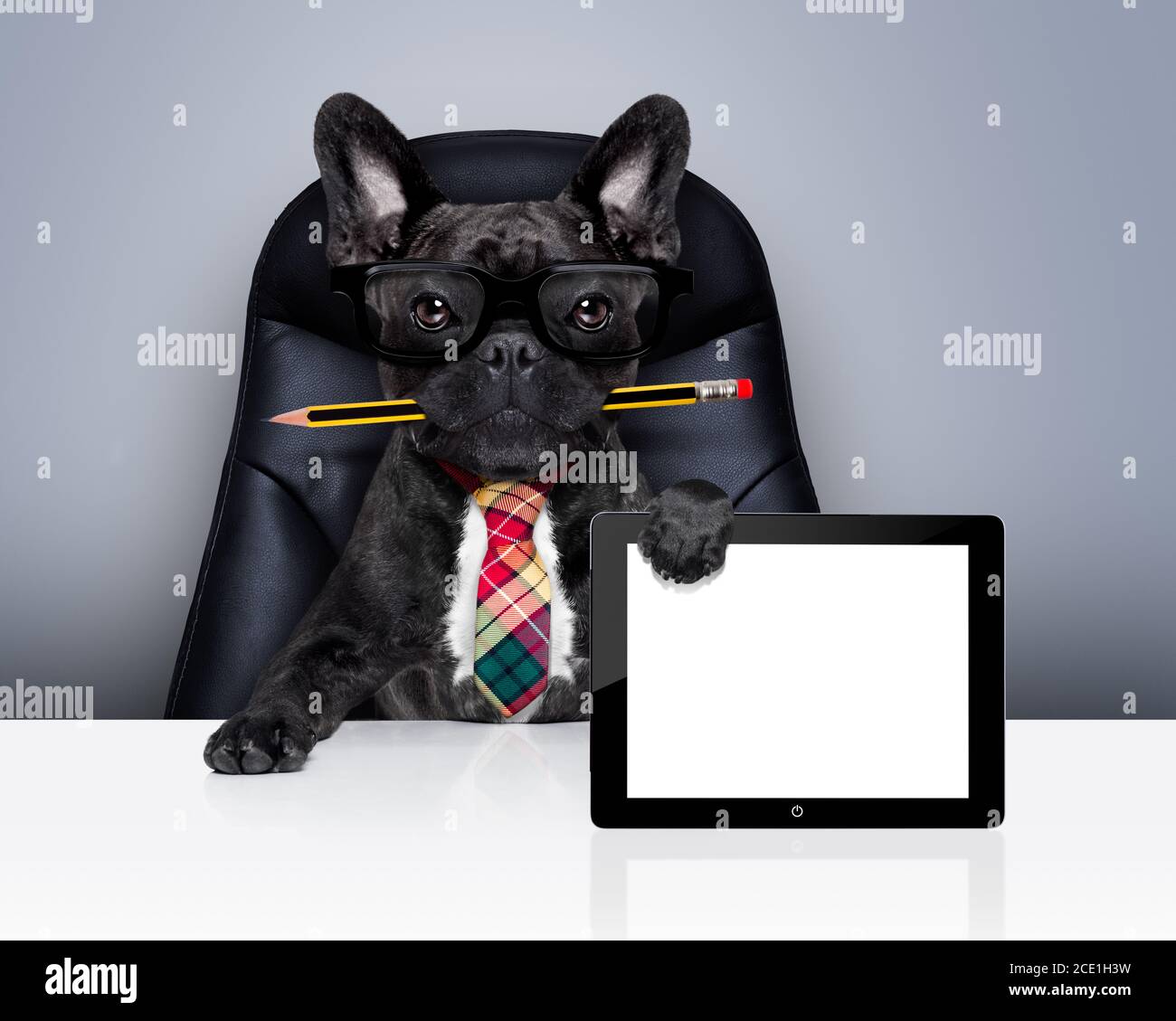 office worker boss dog Stock Photo - Alamy