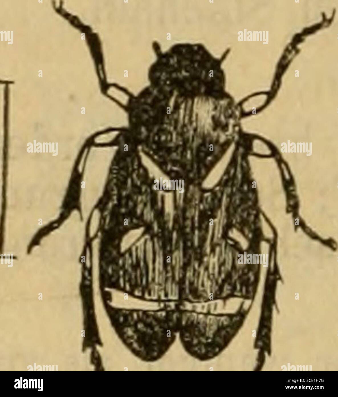 Schild zeichnung hi-res stock photography and images - Alamy