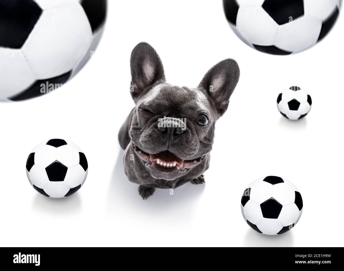 soccer football dog Stock Photo - Alamy