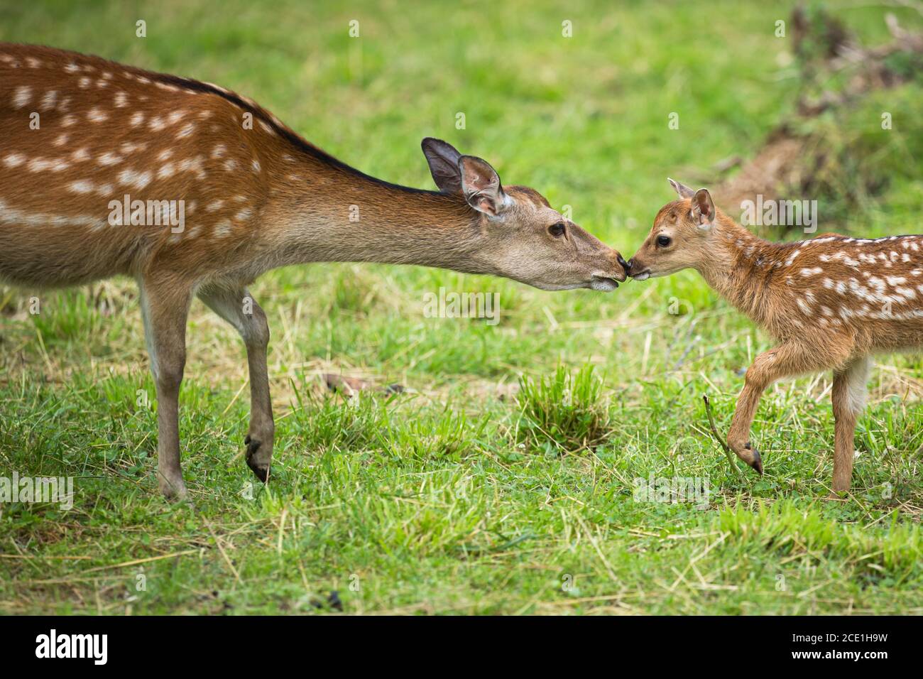 Little sika deer with his mother Stock Photo - Alamy
