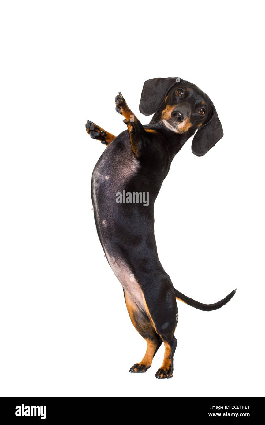high five pushing dog Stock Photo - Alamy