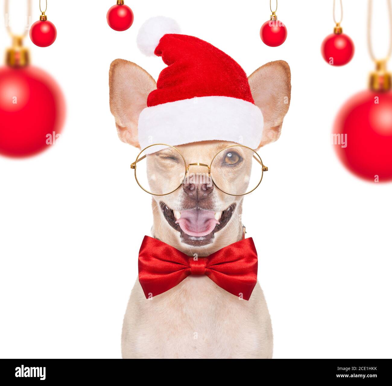 christmas santa dogs Stock Photo - Alamy