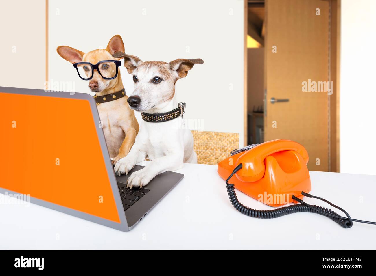 boss management dogs in office Stock Photo - Alamy
