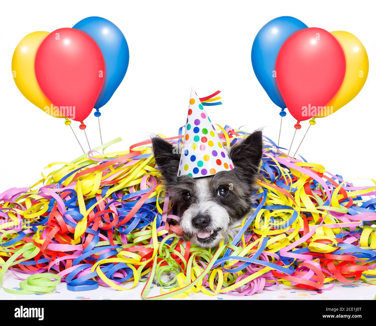 party celebration dog Stock Photo - Alamy
