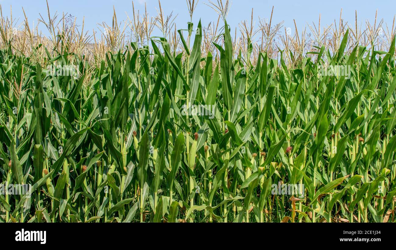 Landscape of green cornfield one sunny day in countryside. Beautiful ...