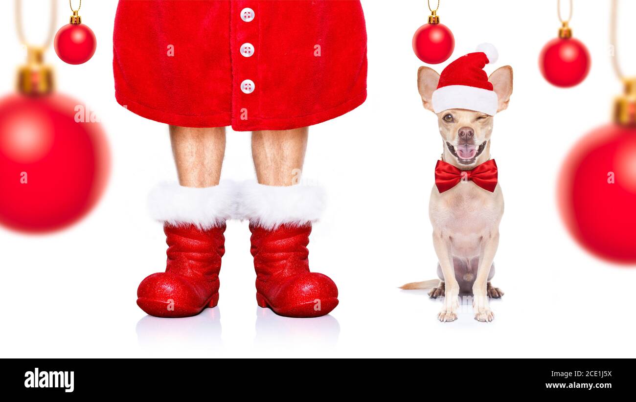christmas santa claus dog Stock Photo - Alamy
