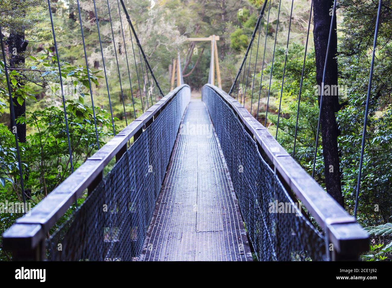 Bridge in forest Stock Photo - Alamy