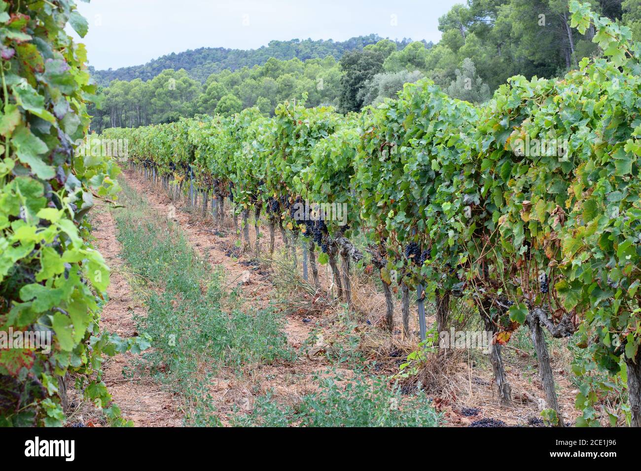 Spanish summer vineyards landscape. View on one of the vineyard ...