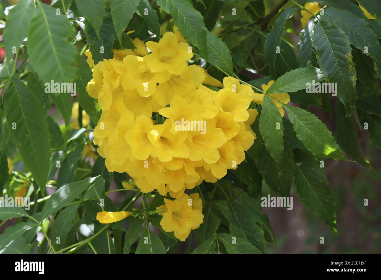 Bring color to your garden hi-res stock photography and images - Alamy