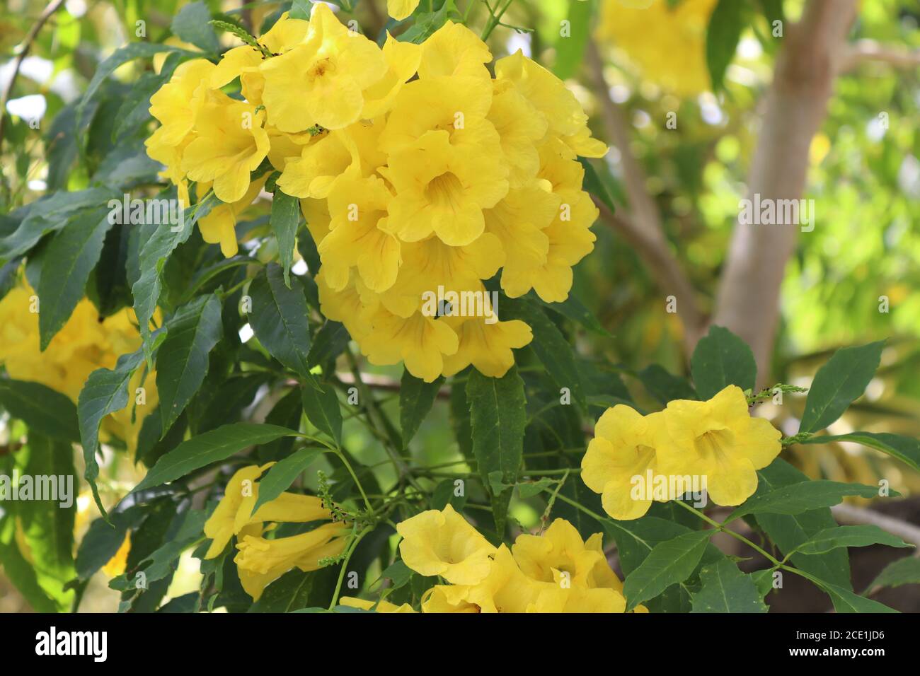 This pure yellow color flower brings a marvel look for the nature Stock ...
