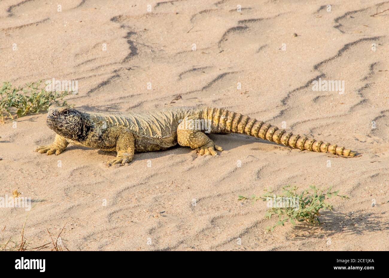 Uromastyx lizard or dabb lizar, Dubai. Protected shy reptile. German ...