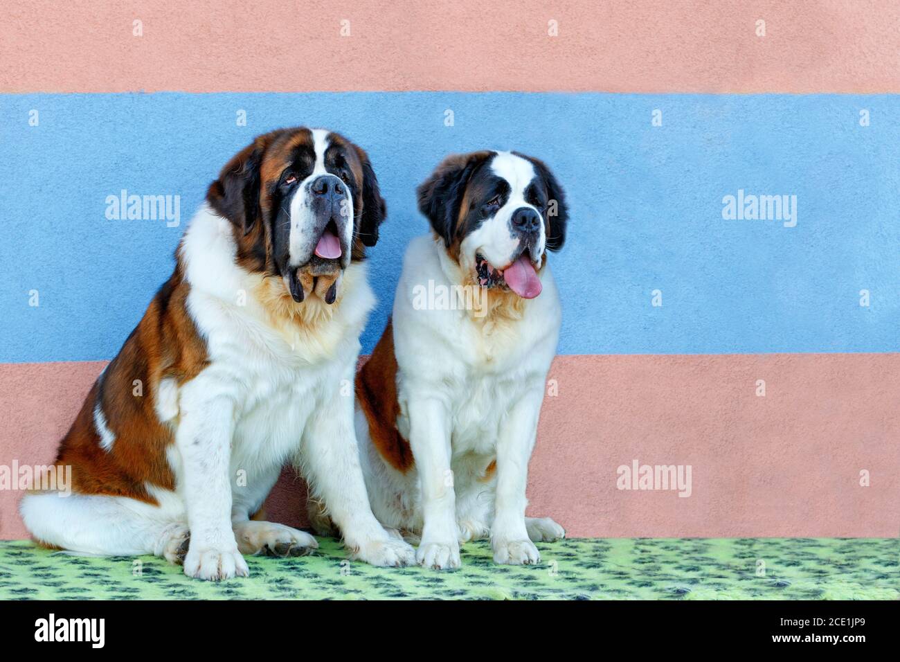 Saint bernards dog hi-res stock photography and images - Alamy
