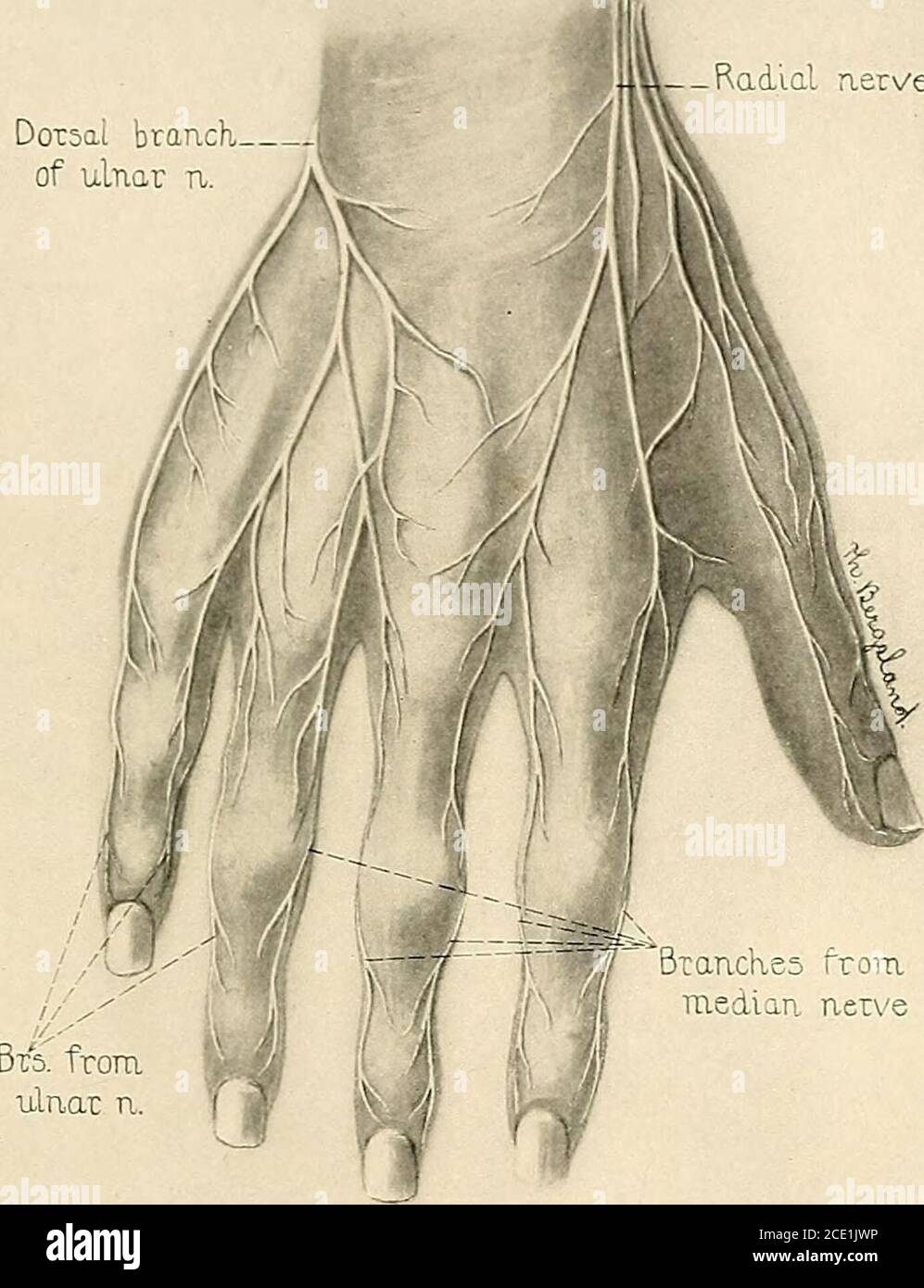 Dorsum of the hand hi-res stock photography and images - Alamy