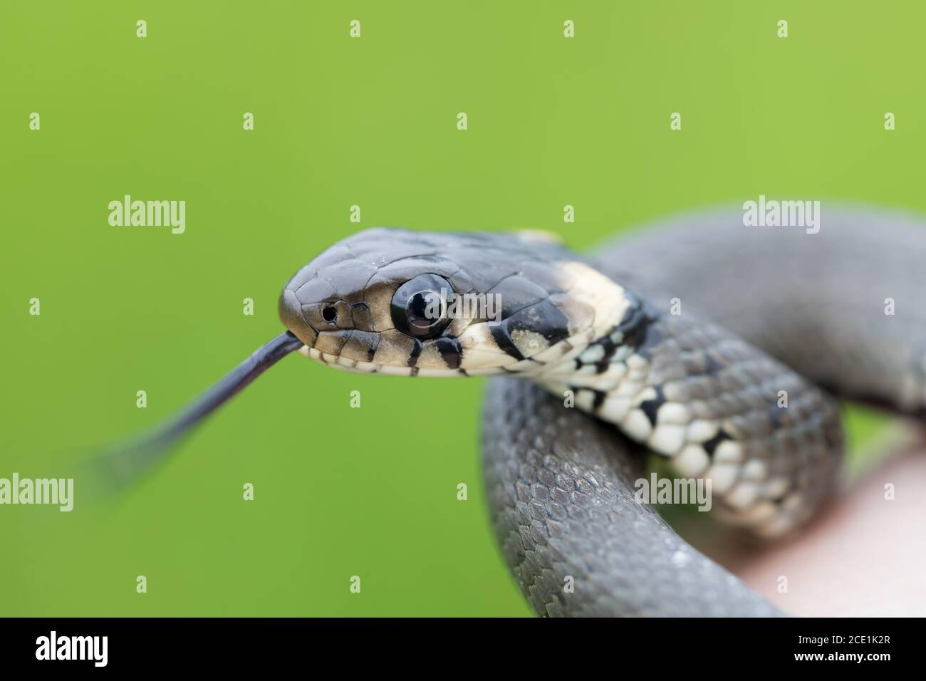 Closeup of grass snake, Natrix natrix Stock Photo - Alamy