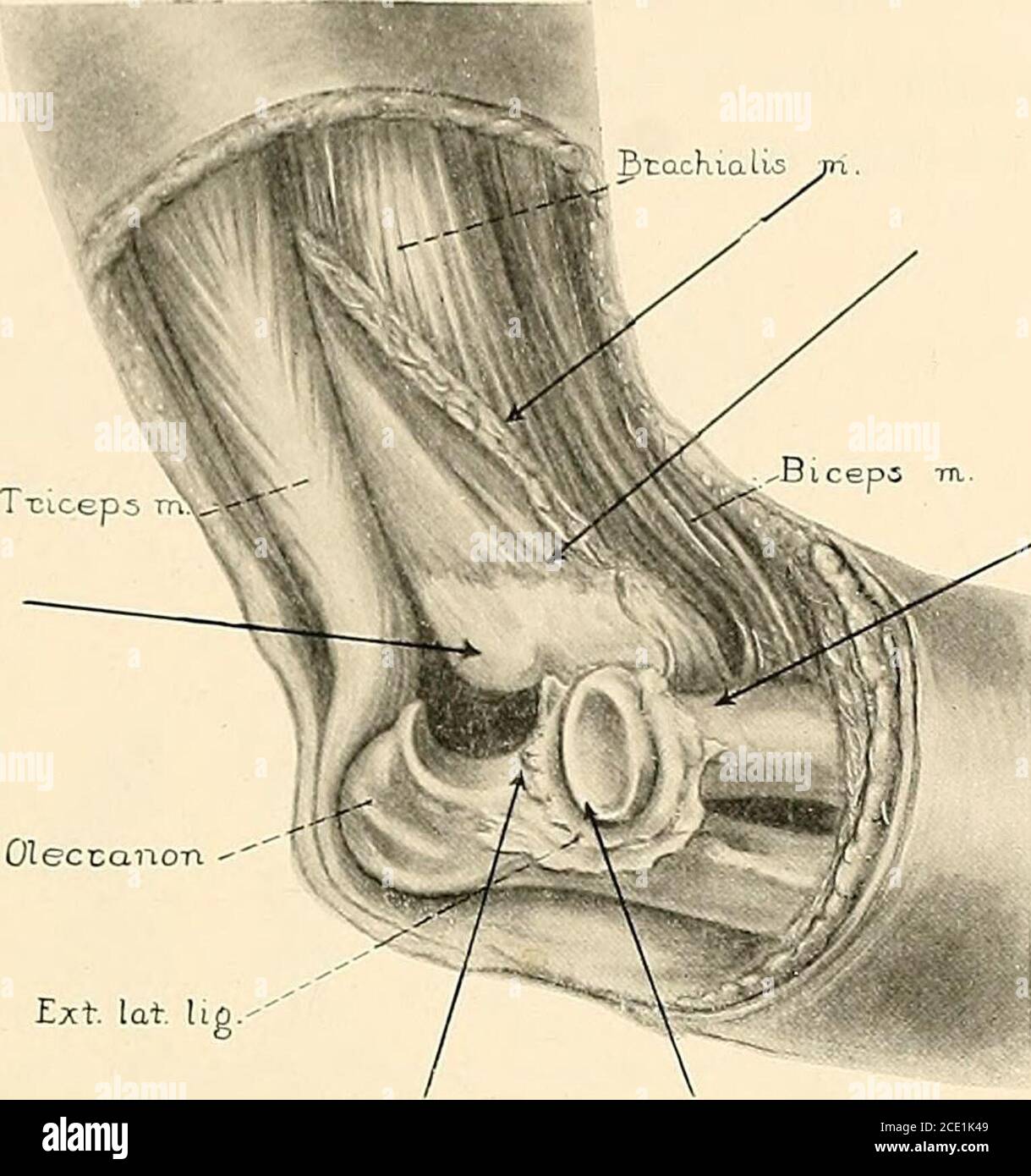 O Olecranal Region