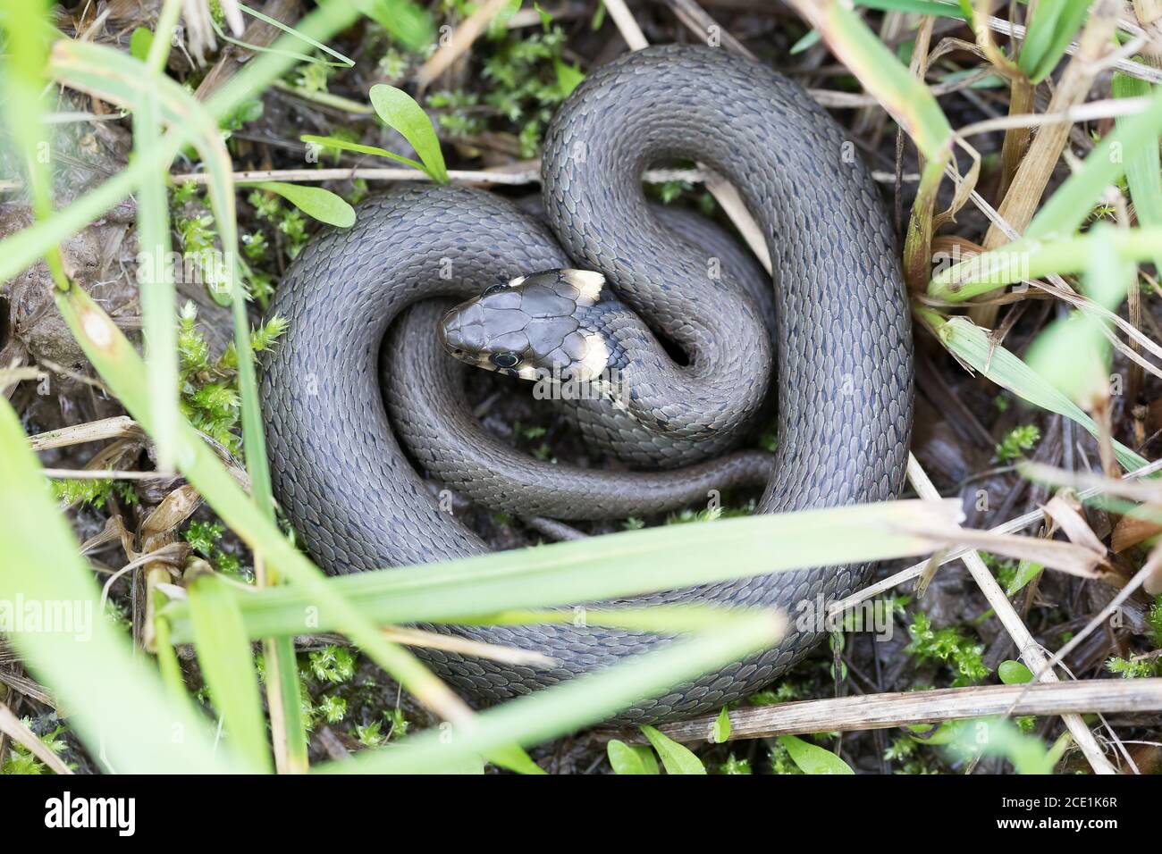 Closeup of grass snake, Natrix natrix Stock Photo - Alamy