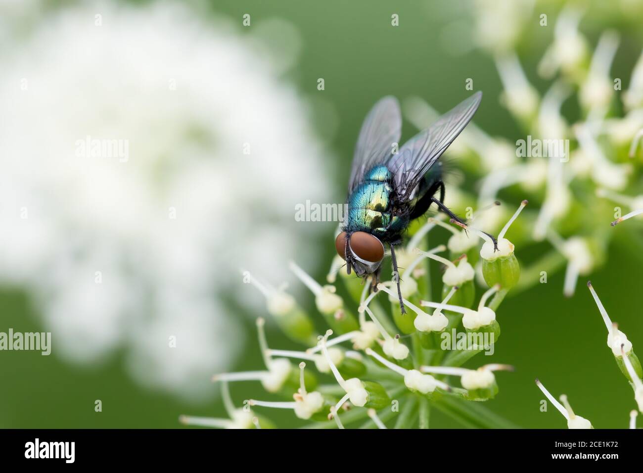 Common green bottle fly, insect wildlife Stock Photo - Alamy