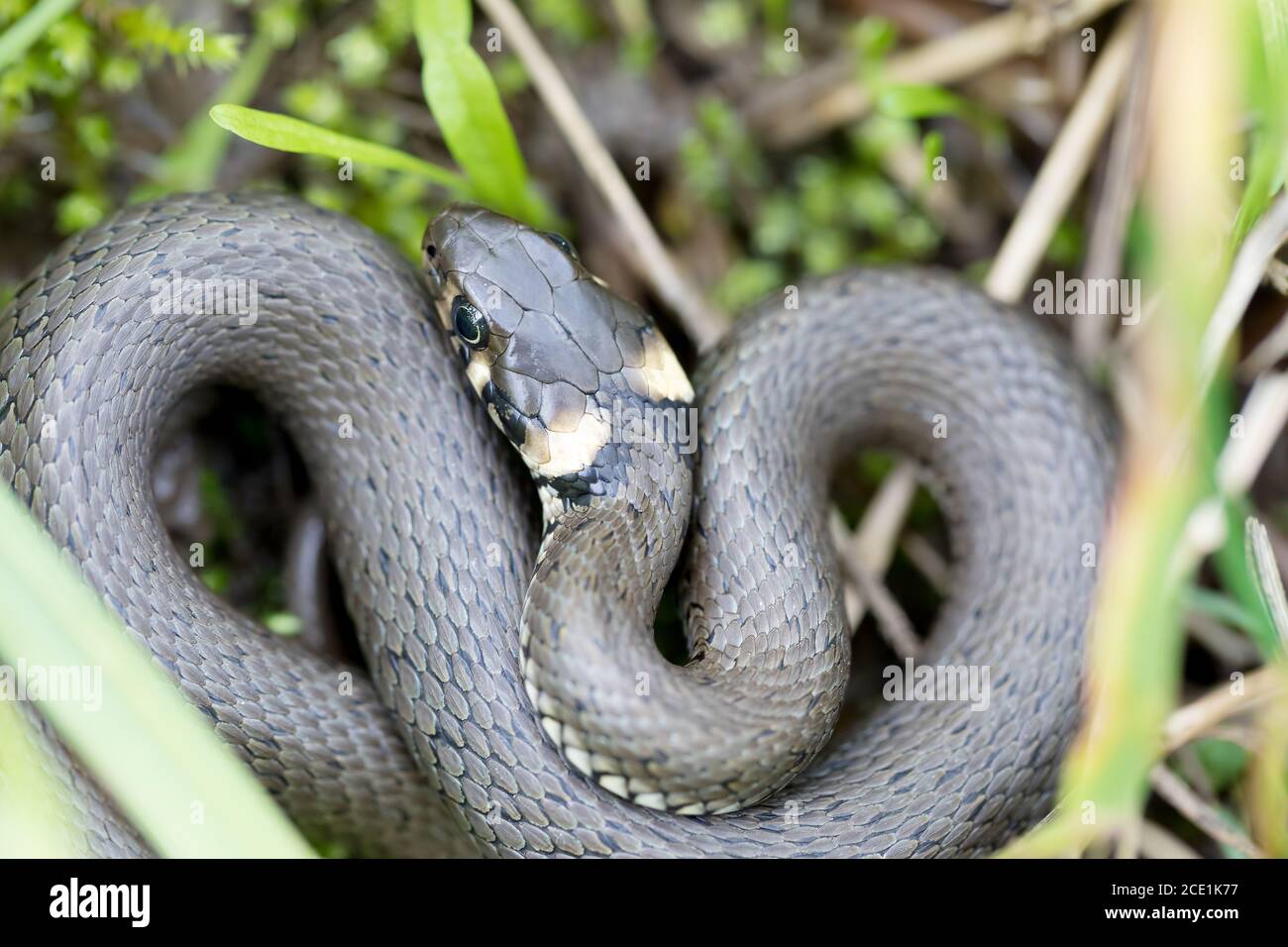 Closeup of grass snake, Natrix natrix Stock Photo - Alamy