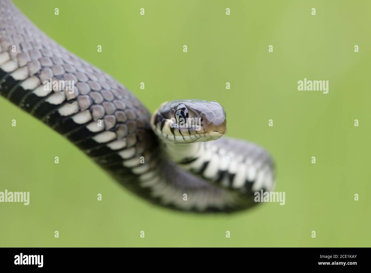 Closeup of grass snake, Natrix natrix Stock Photo - Alamy