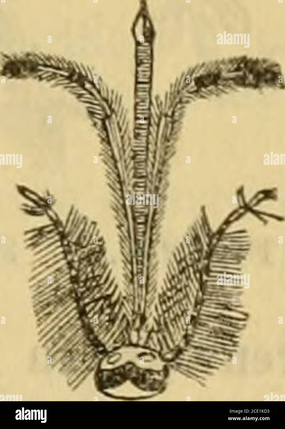 S annulatus hi-res stock photography and images - Alamy