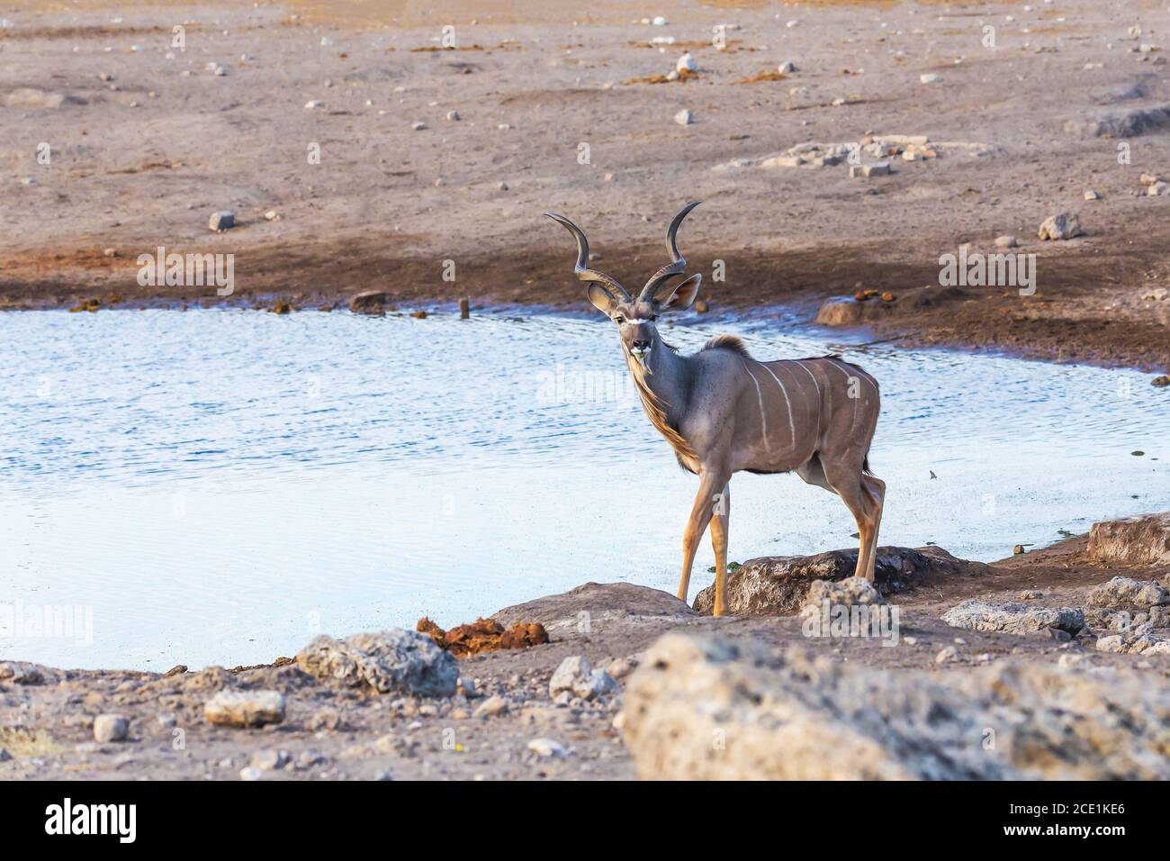 greater kudu Africa safari wildlife and wilderness Stock Photo - Alamy