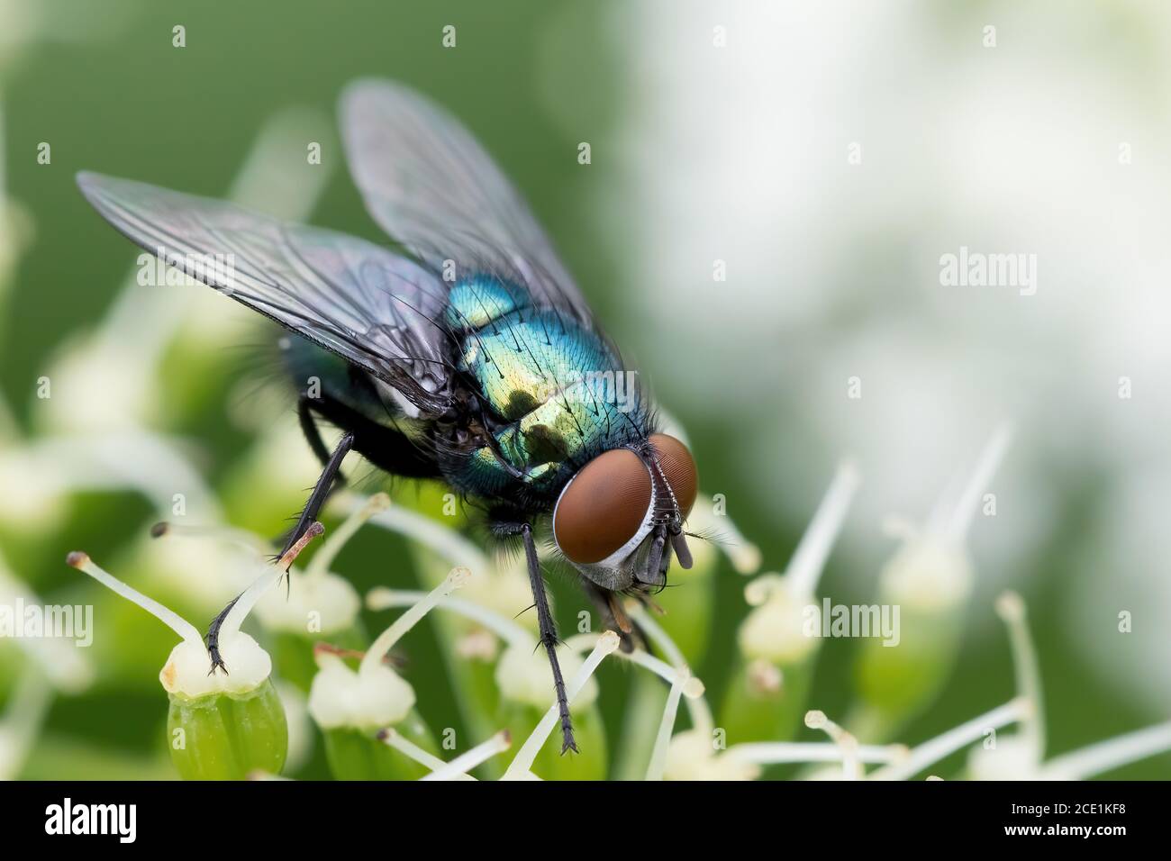Common green bottle fly, insect wildlife Stock Photo - Alamy