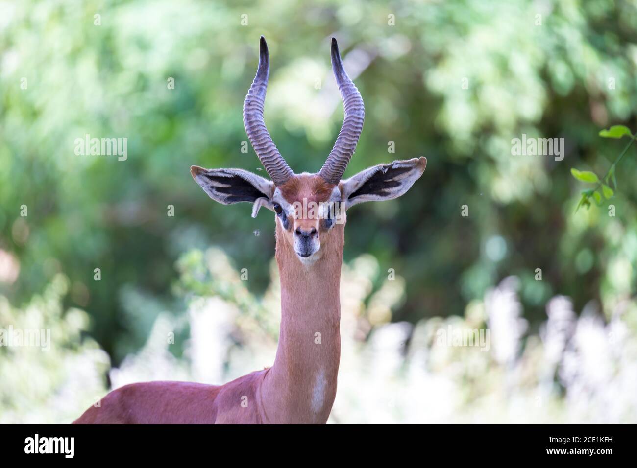 A portrait of a very beautiful antelope Stock Photo - Alamy