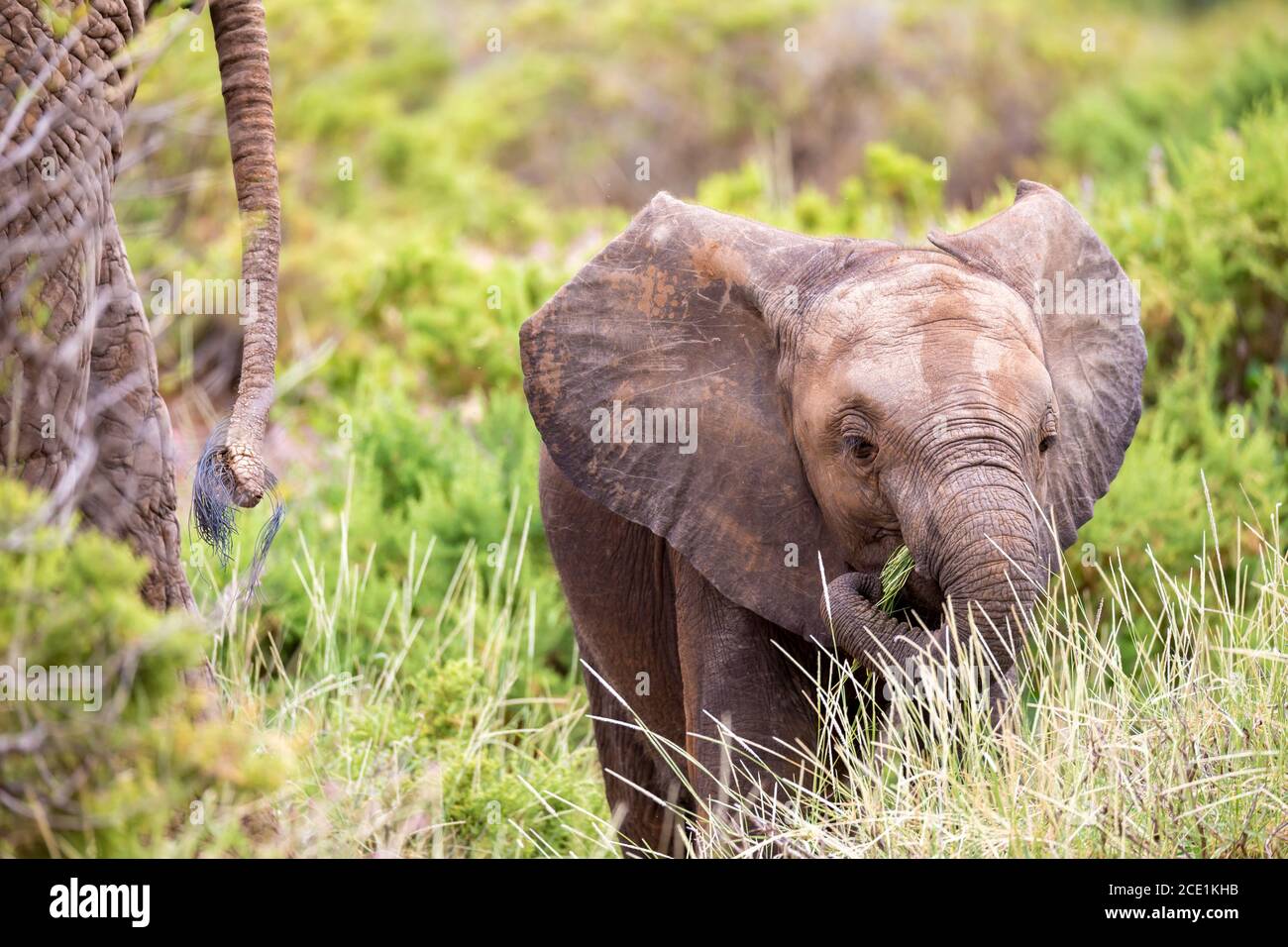 Asian elephants nature trees hi-res stock photography and images - Alamy