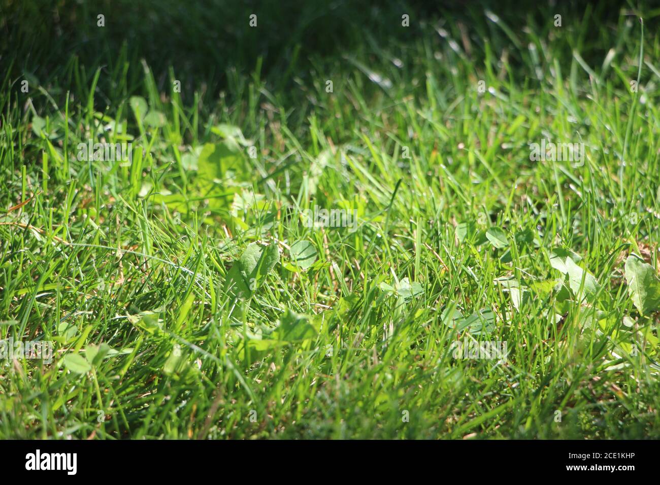 green grass under the sun. summer nature Stock Photo - Alamy
