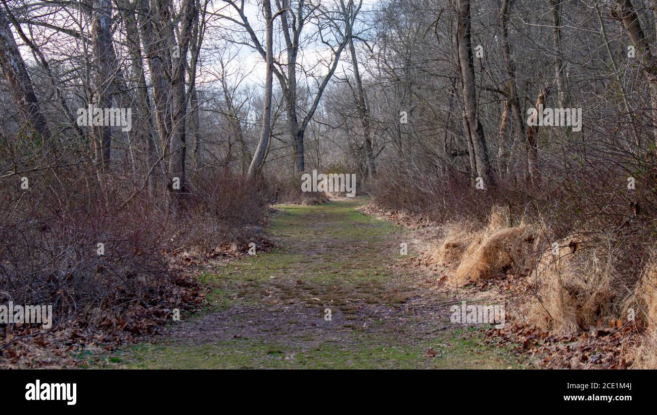 A Grassy Overgrown Path Covered in Foliage in a Dead Winter Forest ...