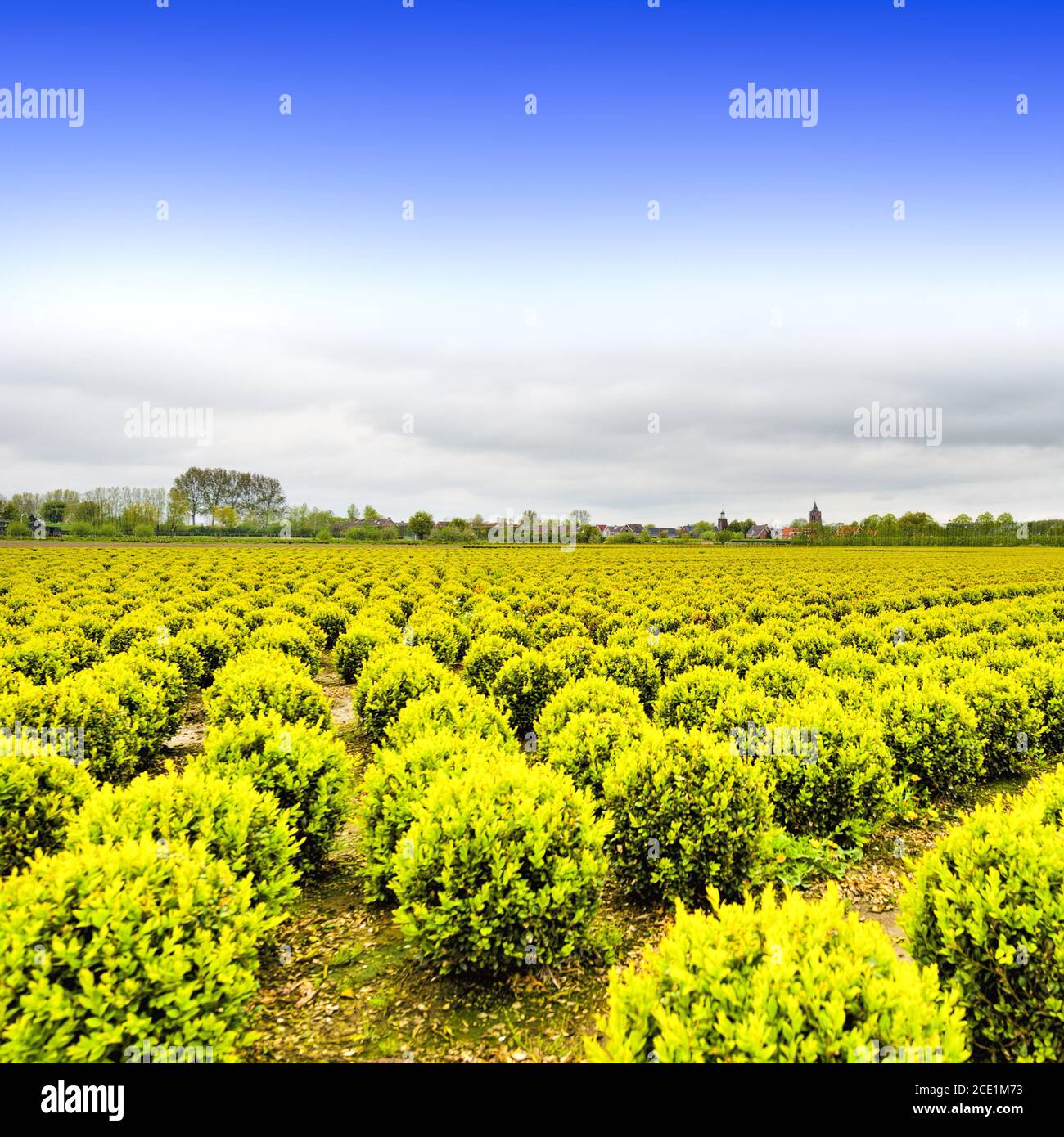 Dike plant hi-res stock photography and images - Alamy