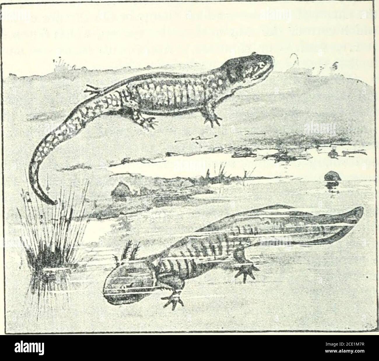 . The study of animal life . is suggestive but not convincing of the ...