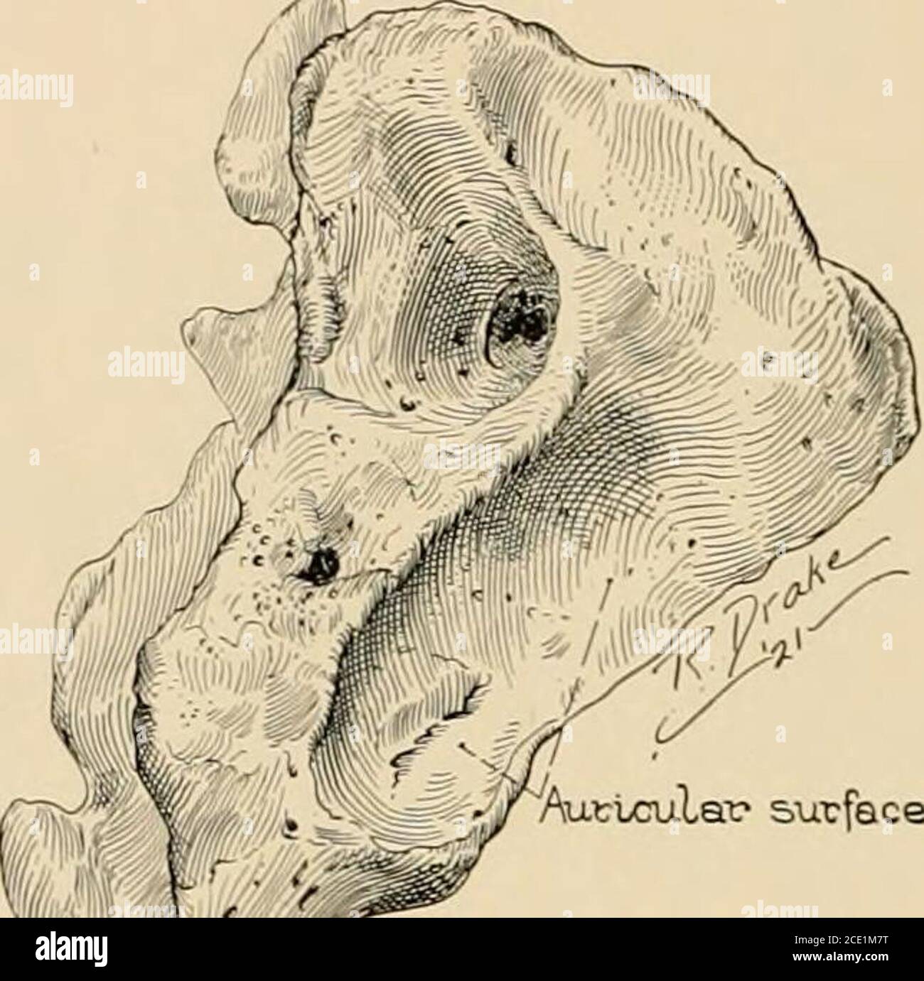 Sacral cornua hi-res stock photography and images - Alamy