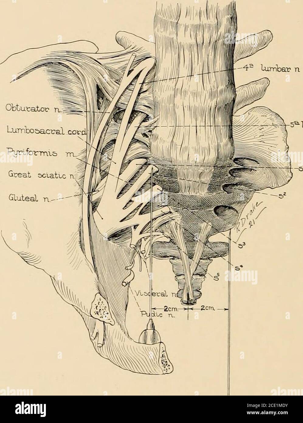 Sacrosciatic hi-res stock photography and images - Alamy
