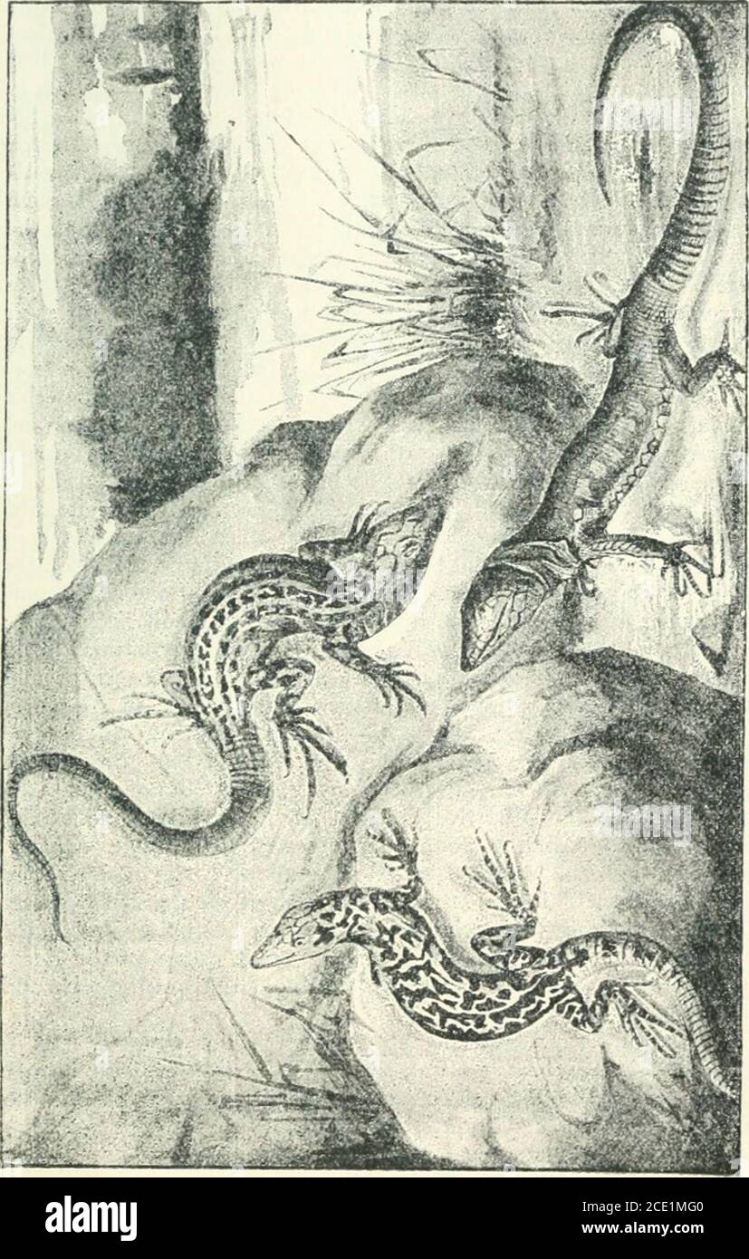 . The study of animal life . tropical Americanforests, and feed on ...