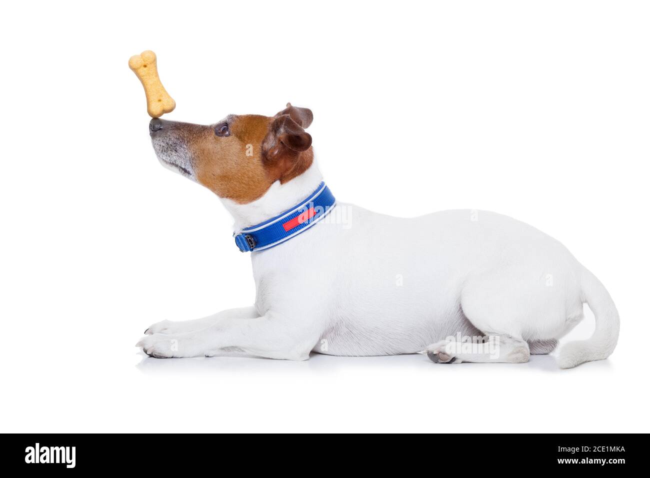 Good treat Cut Out Stock Images & Pictures - Alamy