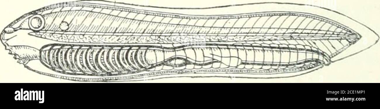 Cyclostomata hi-res stock photography and images - Alamy