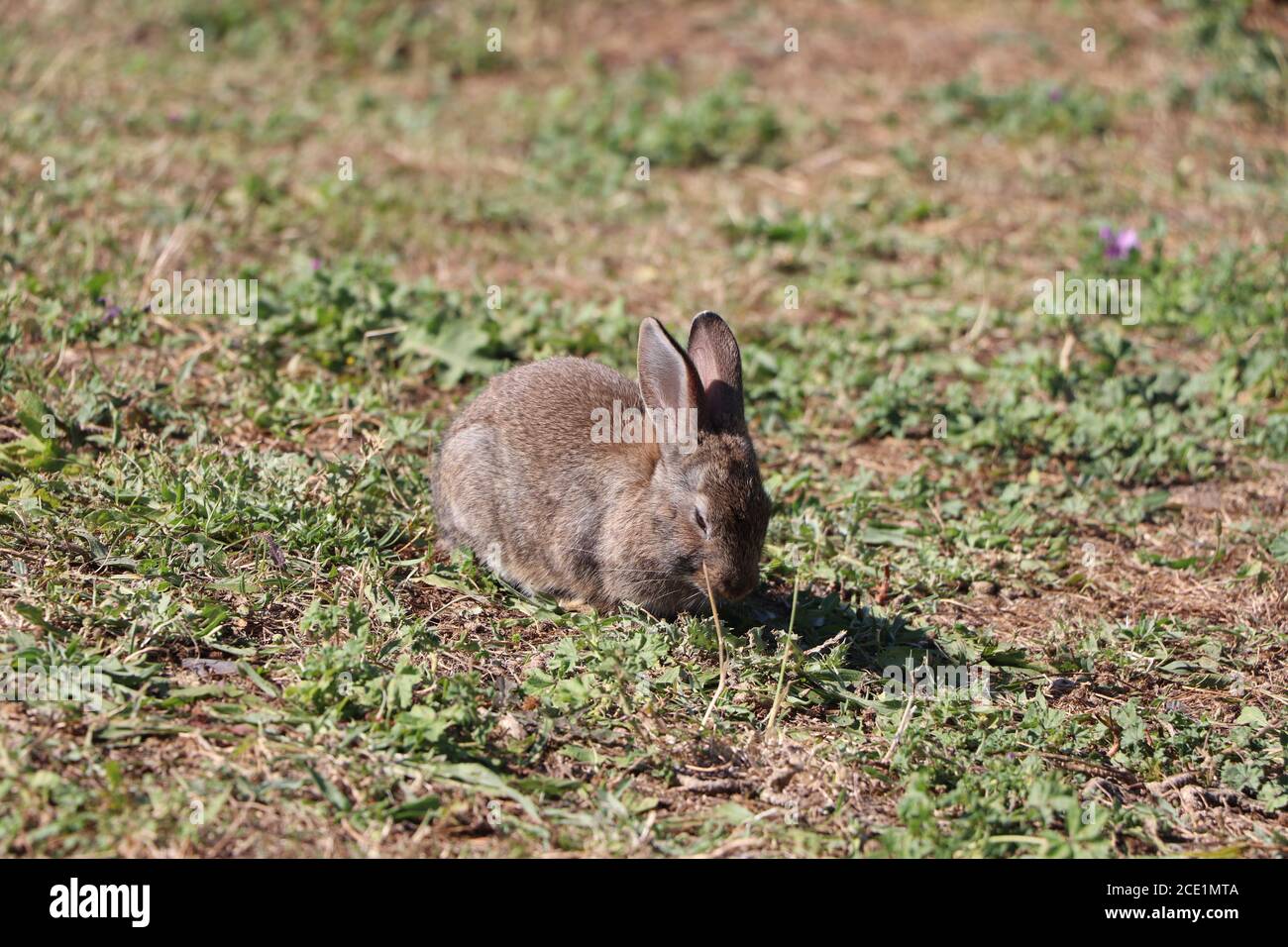rabbits exploring the park Stock Photo - Alamy
