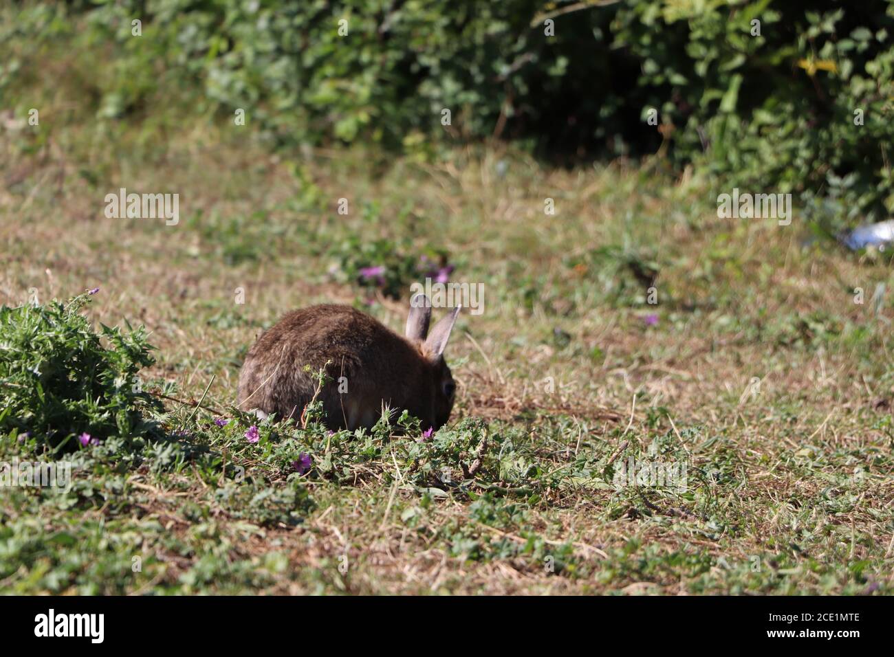 rabbits exploring the park Stock Photo - Alamy