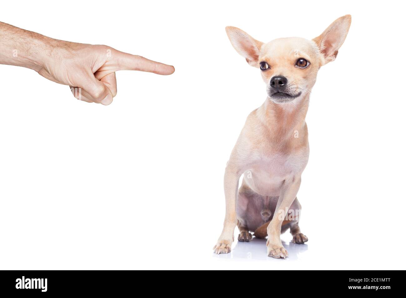 Chihuahua dog angry Cut Out Stock Images & Pictures - Alamy