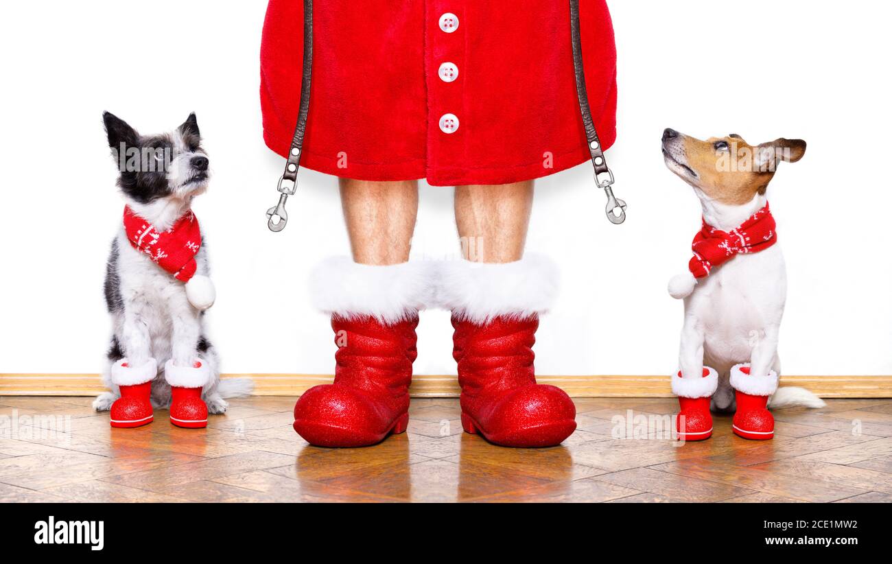 christmas santa claus dogs Stock Photo - Alamy