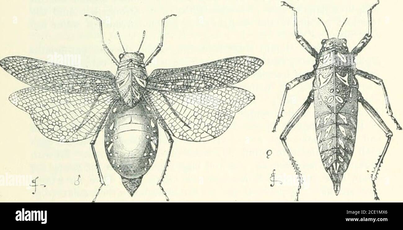 . The study of animal life . FiG. 46.—Peripatus. (From Chamberss ...