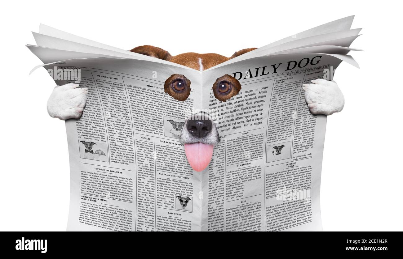 spy dog reading a newspaper Stock Photo - Alamy