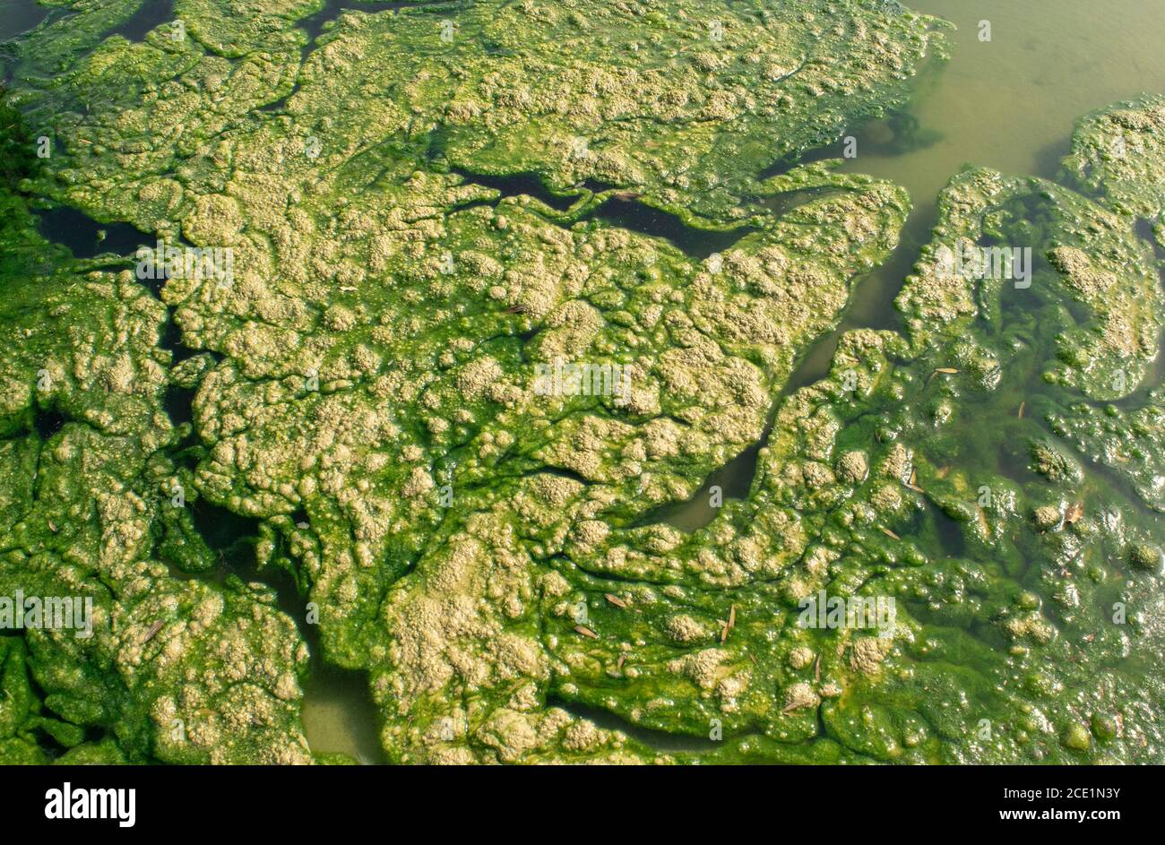 Green algae on a water surface. Flowering water as background or ...