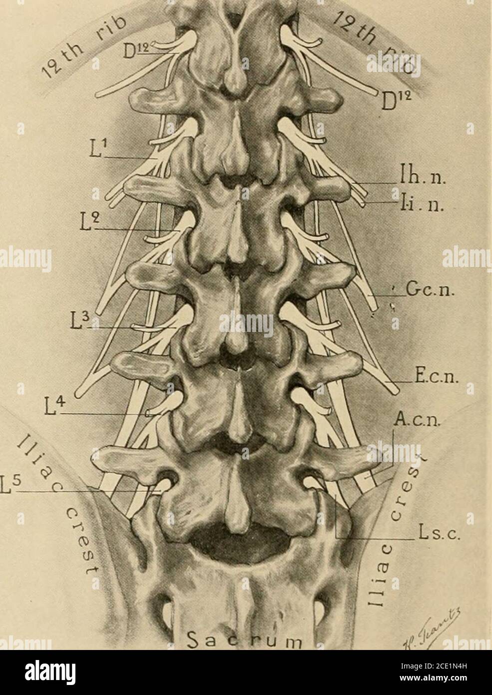 Iliopectineal Line