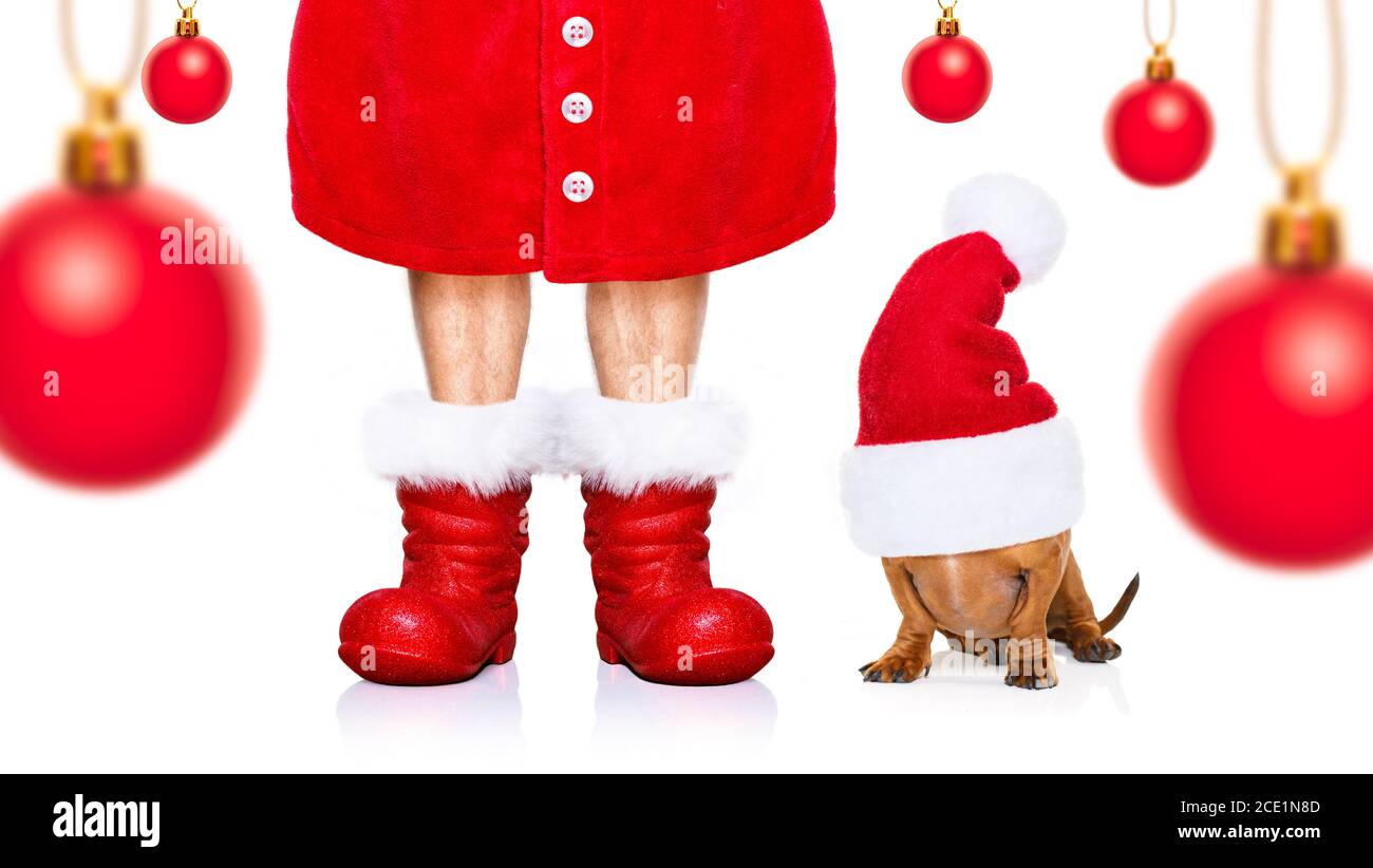christmas santa claus dog Stock Photo - Alamy