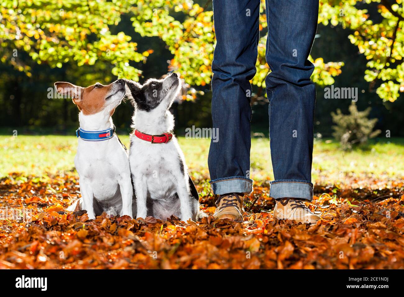 dogs and owner Stock Photo - Alamy