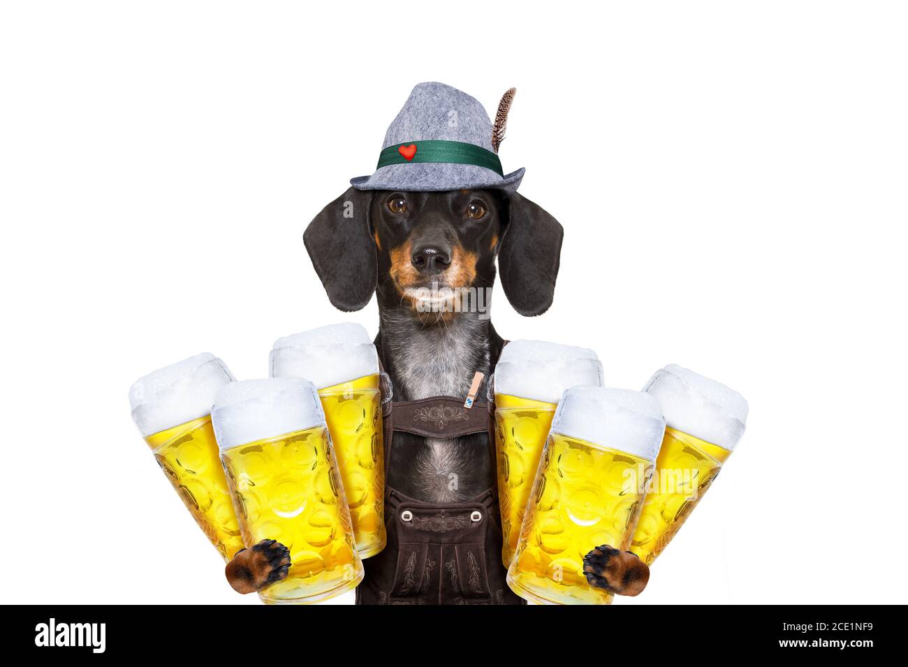 bavarian beer dog Stock Photo - Alamy