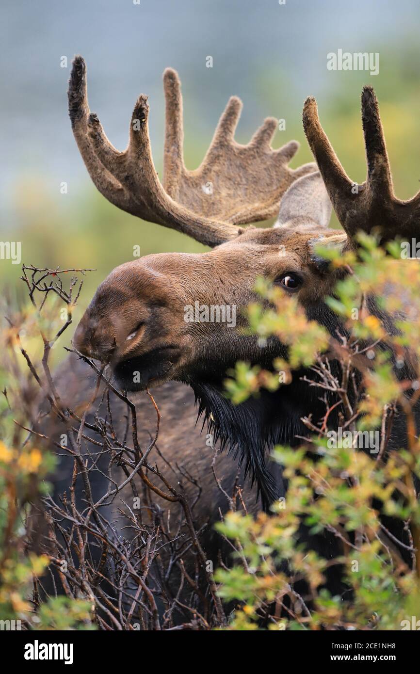 Bull moose Shiras Alces alces shirasi closeup in green forest ...