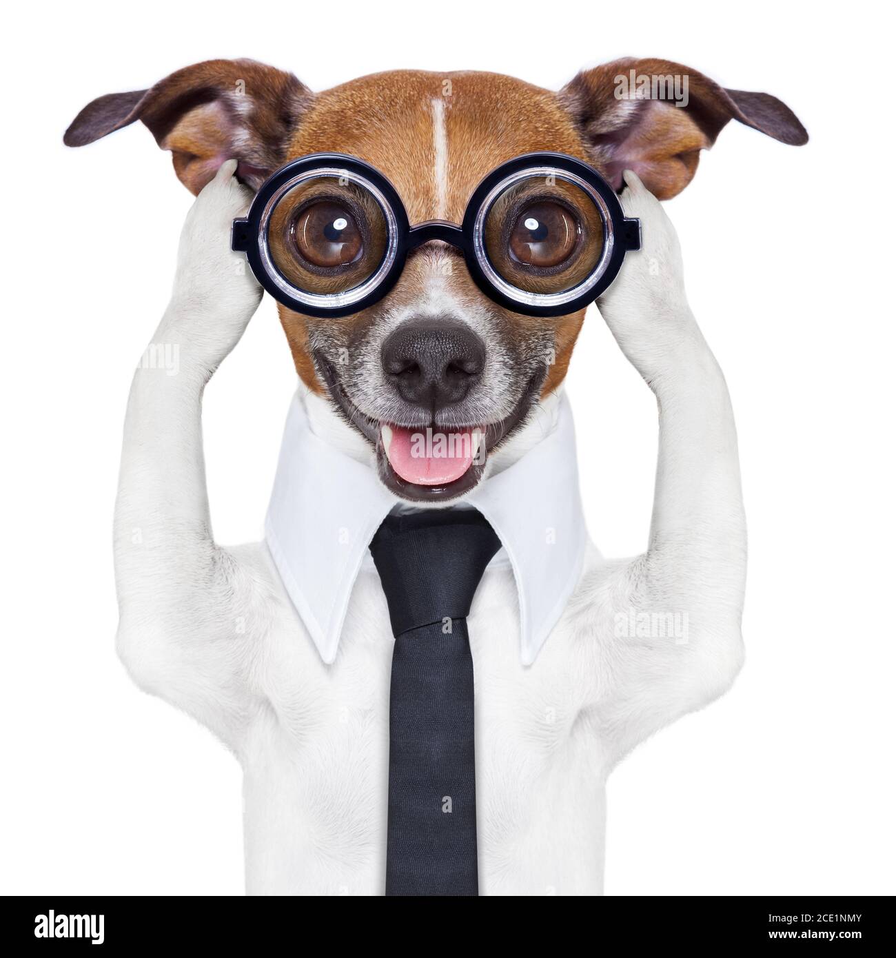 covering ears dog Stock Photo - Alamy